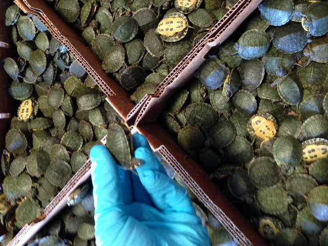 The Wildlife Trade Goes Far Beyond China, Many New Yorkers Know ...