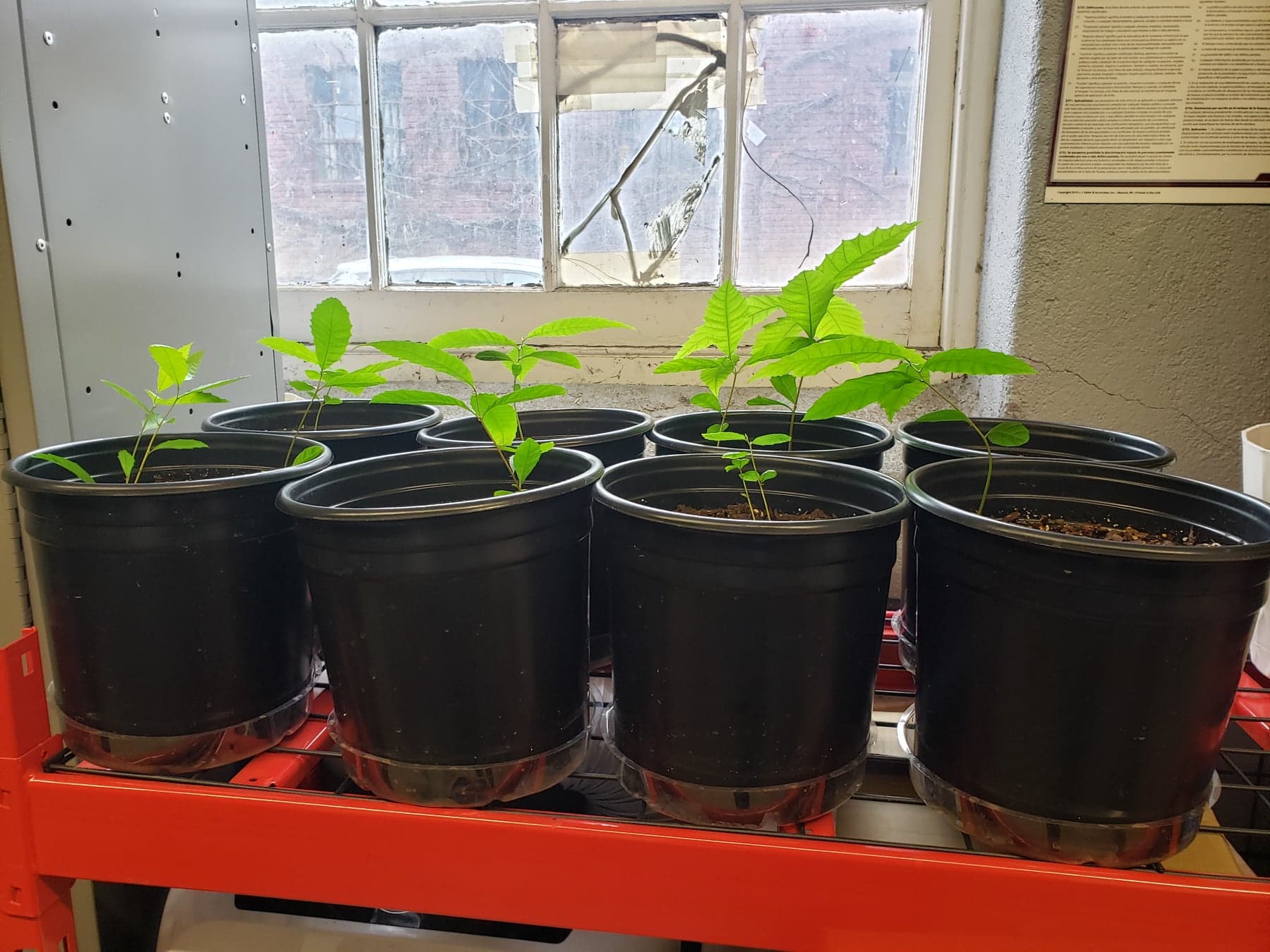 Reviving the American Chestnut From a New York City Terrace - Bedford ...