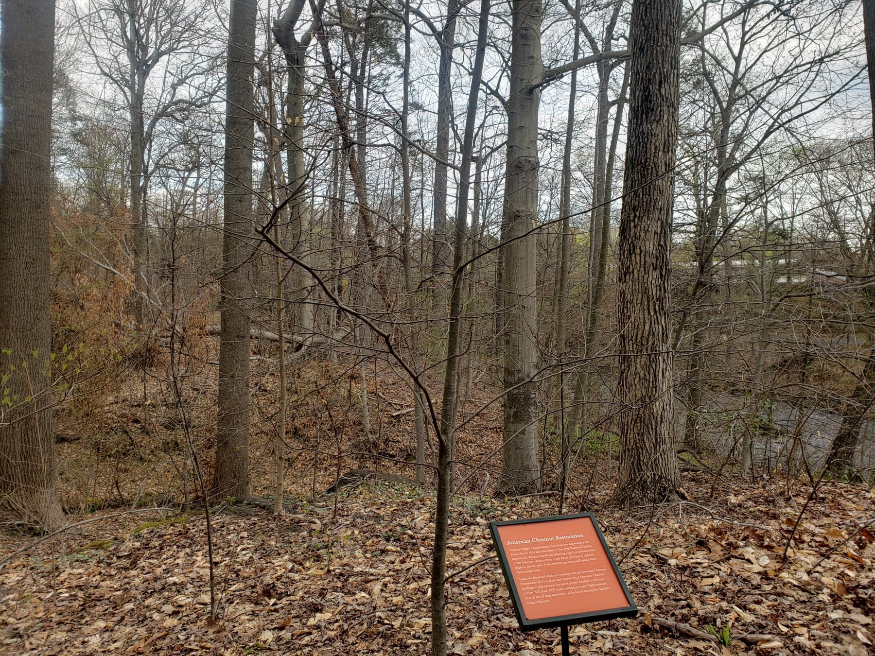 Reviving the American Chestnut From a New York City Terrace - Bedford ...